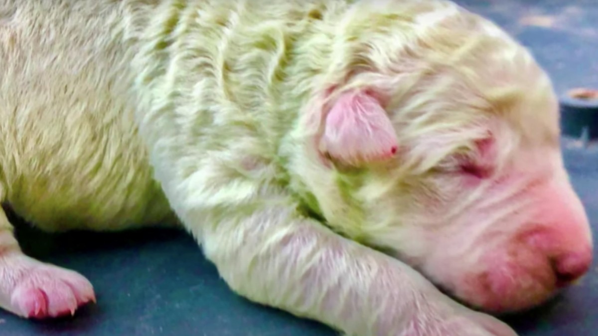 We're Obsessed with This Green-Furred Puppy Named Pistachio - Nerdist