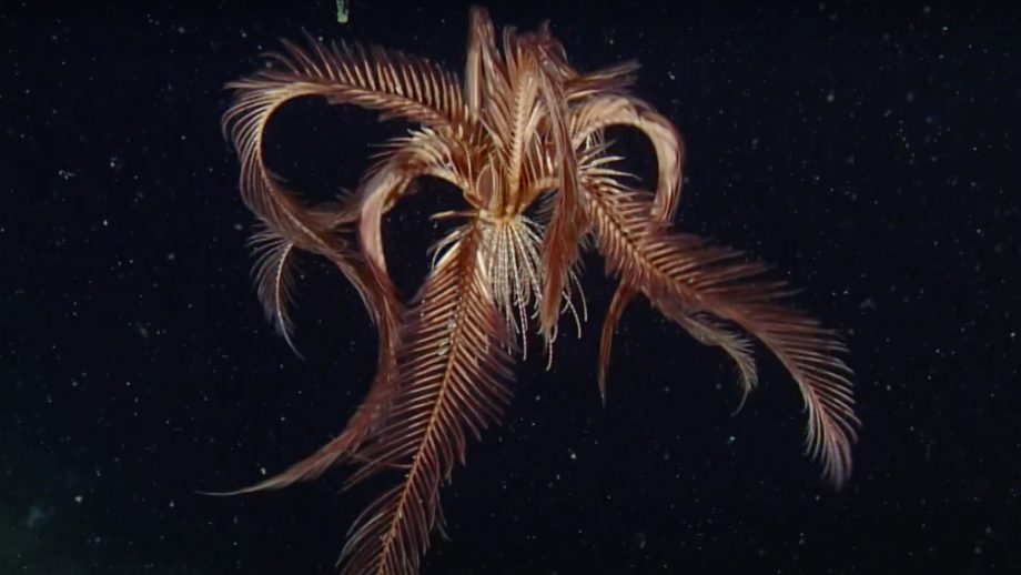 Undulating Feather Stars Put on a Soothing Deep-Sea Show - Nerdist