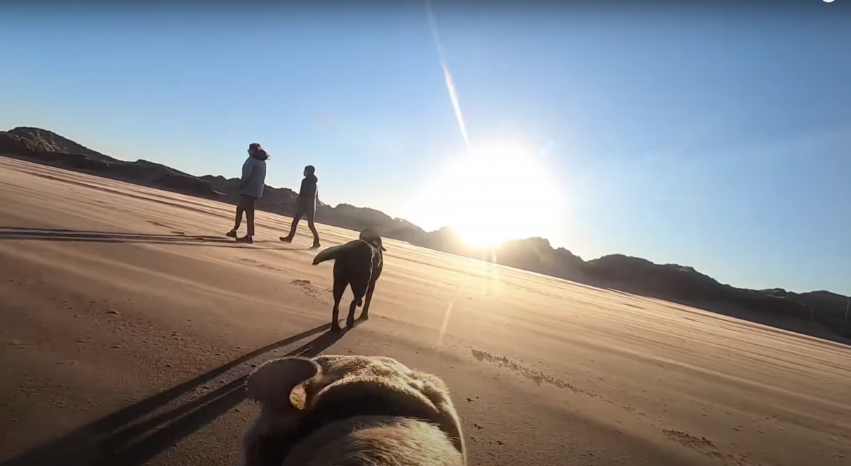 Dog GoPro Videos Let Us Explore Life Through Canine Eyes - Nerdist