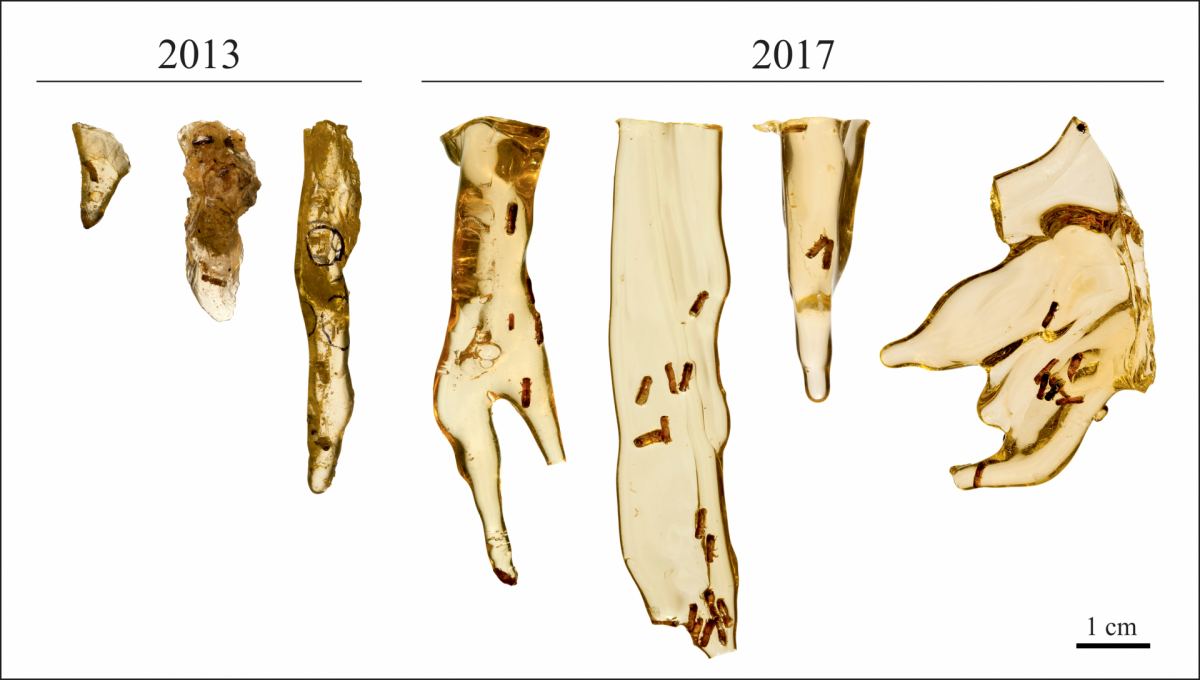 Scientists Extract Insect DNA from Tree for Very First Time - Nerdist