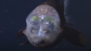 Deep-Sea Biologists Reveal Their 10 Favorite Creatures - Nerdist