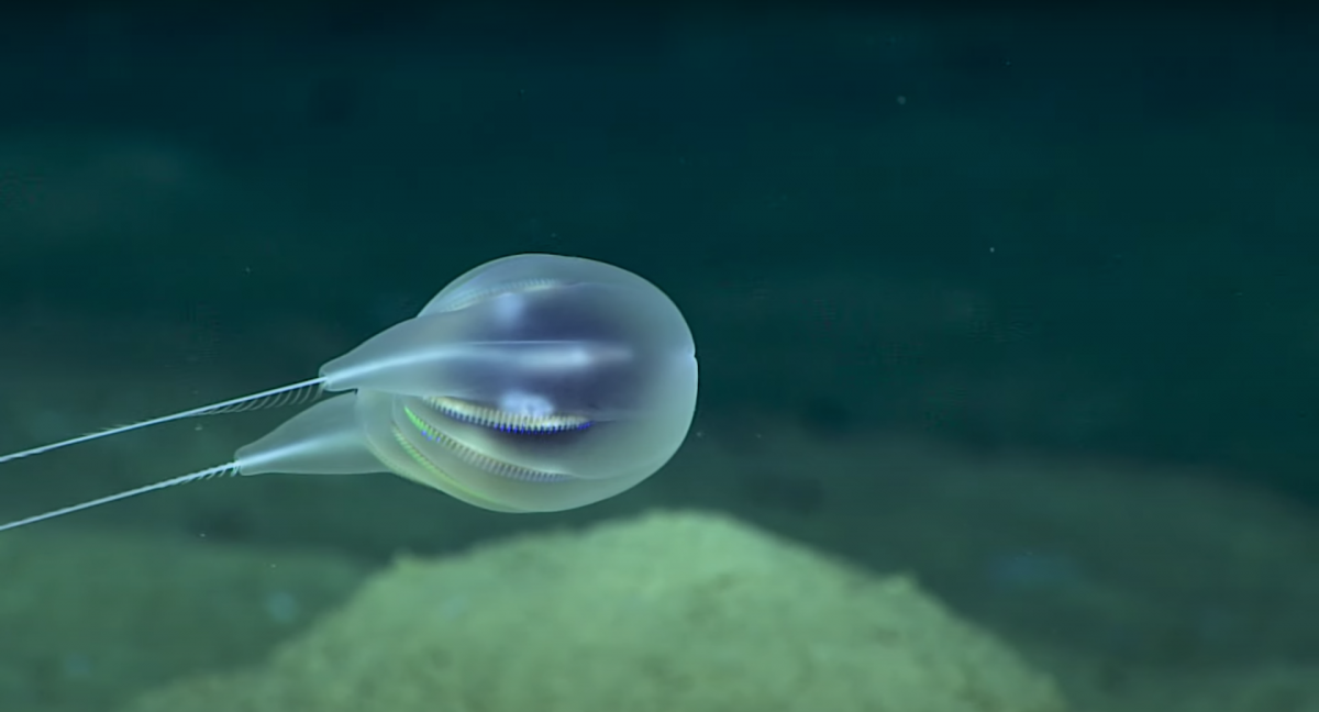 Scientists Discover Bizarre Species of Gelatinous Blob Creature - Nerdist
