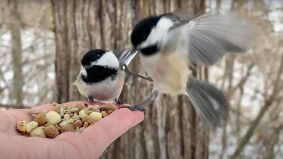 Watching Birds Feed in Slow-Mo Is Enlightening and Hilarious - Nerdist