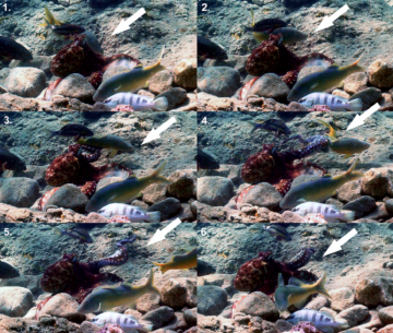 Octopuses Punch Fish to Keep Them in Line - Nerdist