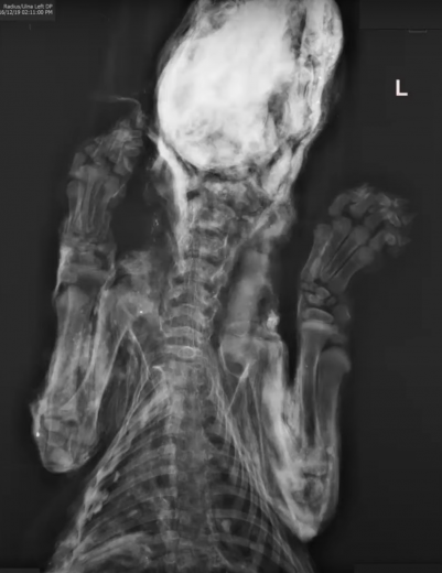 Scientists Reveal 57,000-Year-Old Mummified Wolf Pup - Nerdist