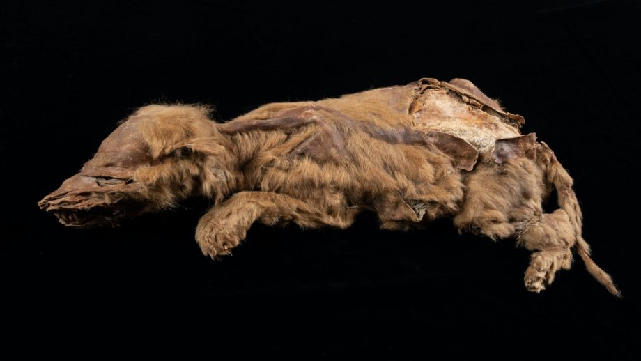Scientists Reveal 57,000-Year-Old Mummified Wolf Pup - Nerdist