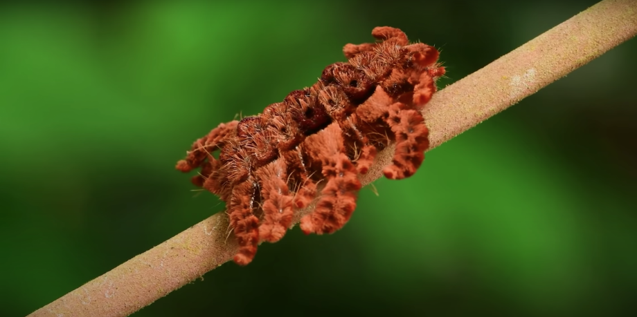 Monkey Slug Caterpillar Looks Like a Giant Hairy Spider - Nerdist