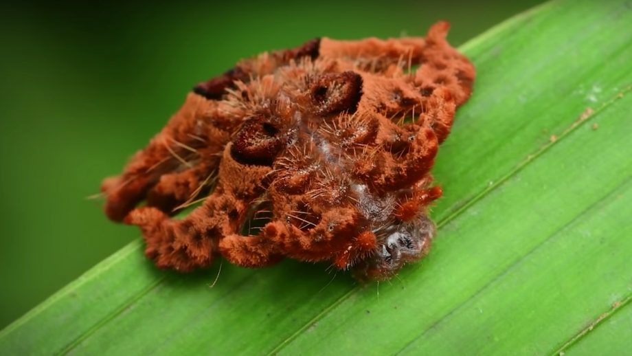 Monkey Slug Caterpillar Looks Like a Giant Hairy Spider - Nerdist