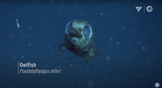 Creatures in Ocean's 'Midnight Zone' Are Little Nerdy Aliens - Nerdist