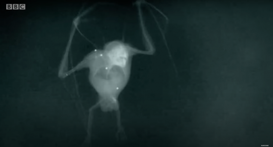 X-Ray Video of Flying Bat Shows Incredible Flapping Fingers - Nerdist