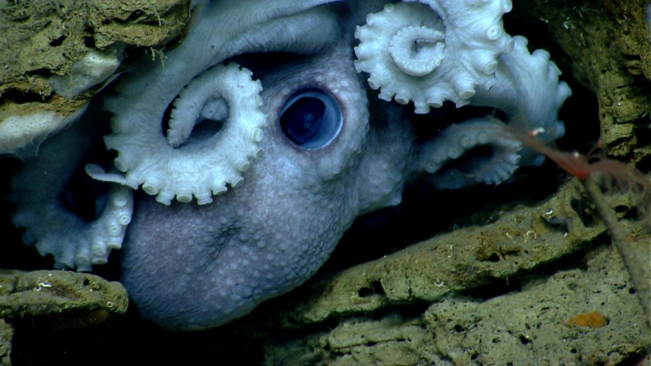 5 Wild Octopus Behaviors from Punching to Puzzle Solving - Nerdist