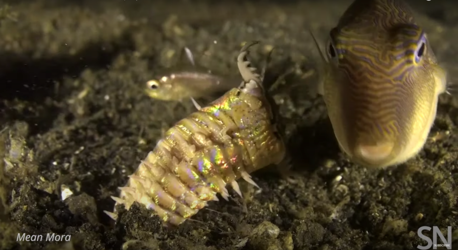 Scientists Identify Fossils of Six-Foot-Long Ancient Worms - Nerdist