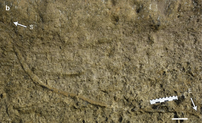 Scientists Identify Fossils of Six-Foot-Long Ancient Worms - Nerdist