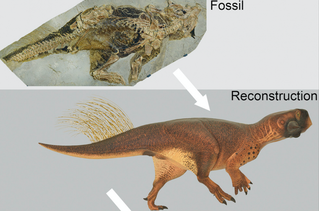 No Really, Scientists Reconstructed a Dinosaur's Butthole - Nerdist