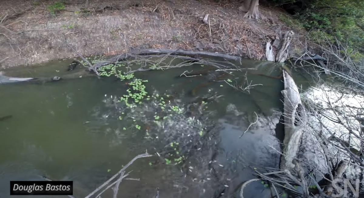 Electric Eels Team Up to Electrocute Fish, and It's Gruesome - Nerdist