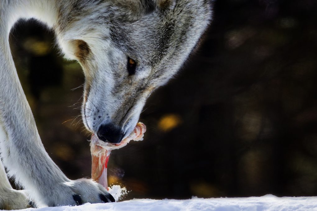 Ice Age-Era Humans May Have Domesticated Wolves with Leftovers - Nerdist