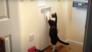This Adorable Cat Acts as Postman for His Human Parents - Nerdist