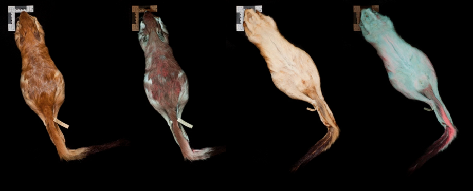 Scientists Find Springhares Glow Under Ultraviolet Light - Nerdist