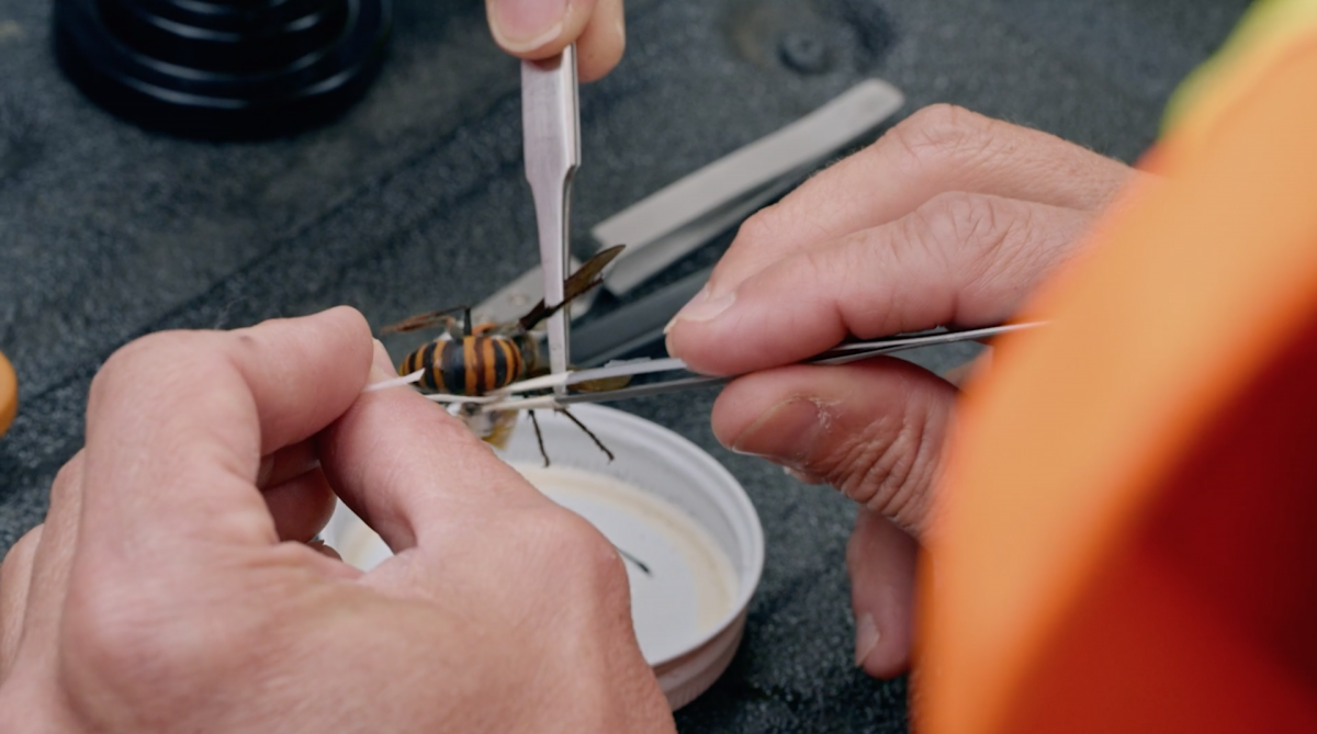 ATTACK OF THE MURDER HORNETS Director on Reality Becoming Sci-Fi - Nerdist