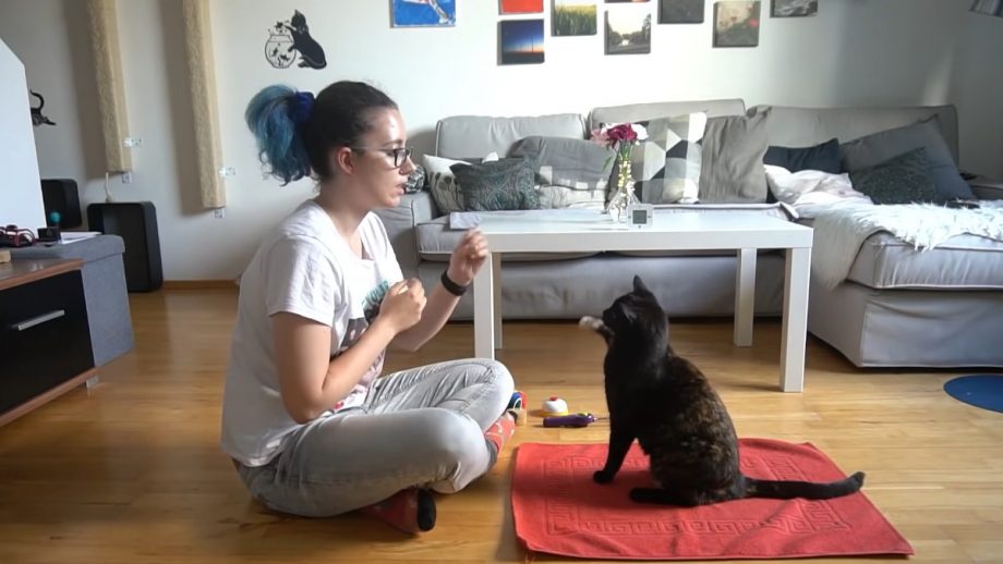 Watch This Cat Perform Tricks and Set a Guinness World Record - Nerdist