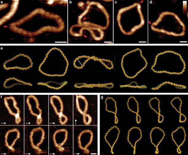 Scientists Observe DNA 'Dancing' for the First Time Ever - Nerdist