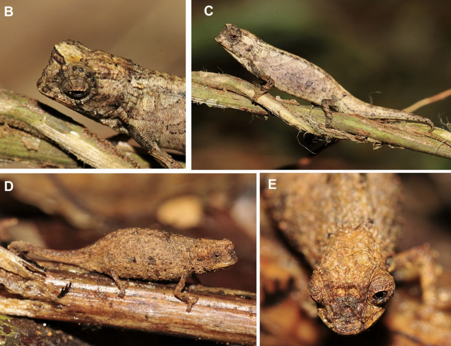 This Mysterious Chameleon May Be Smallest Reptile on Earth - Nerdist