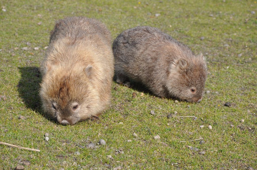 Scientists Figured Out Why Wombats Have Cube-Shaped Poop - Nerdist