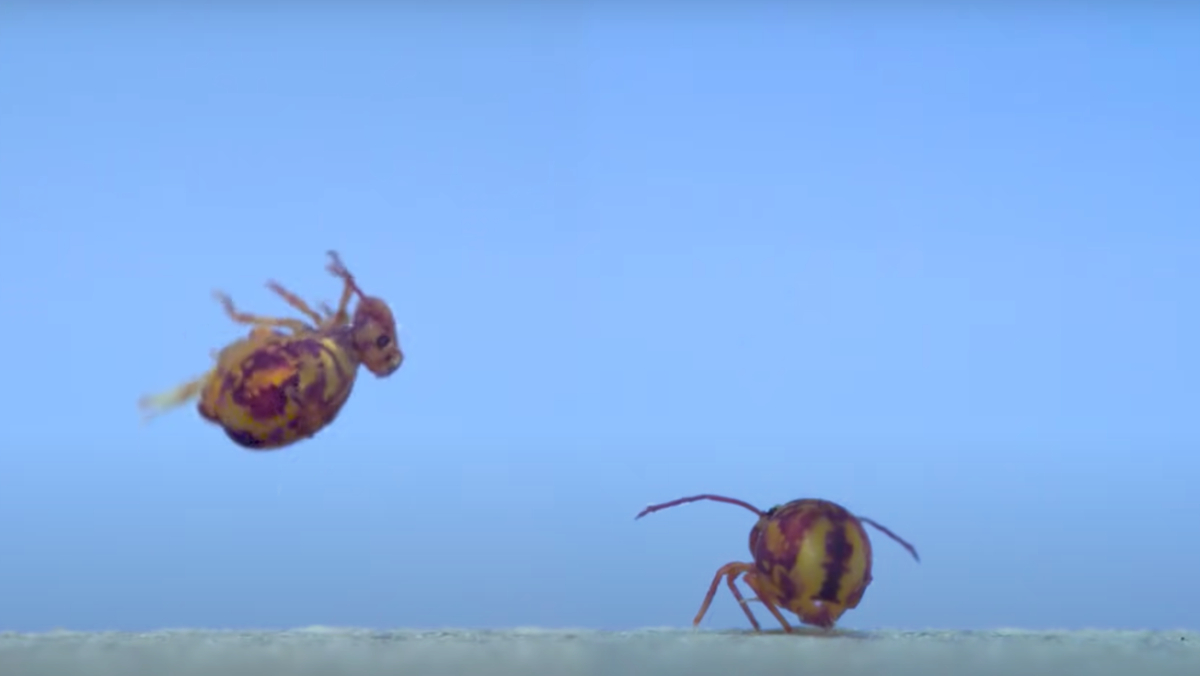Watch Springtail Bugs' Ultra-Fast Backflips in Super Slow-Mo - Nerdist