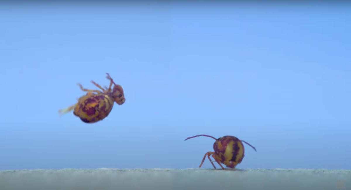 Watch Springtail Bugs' Ultra-Fast Backflips in Super Slow-Mo - Nerdist