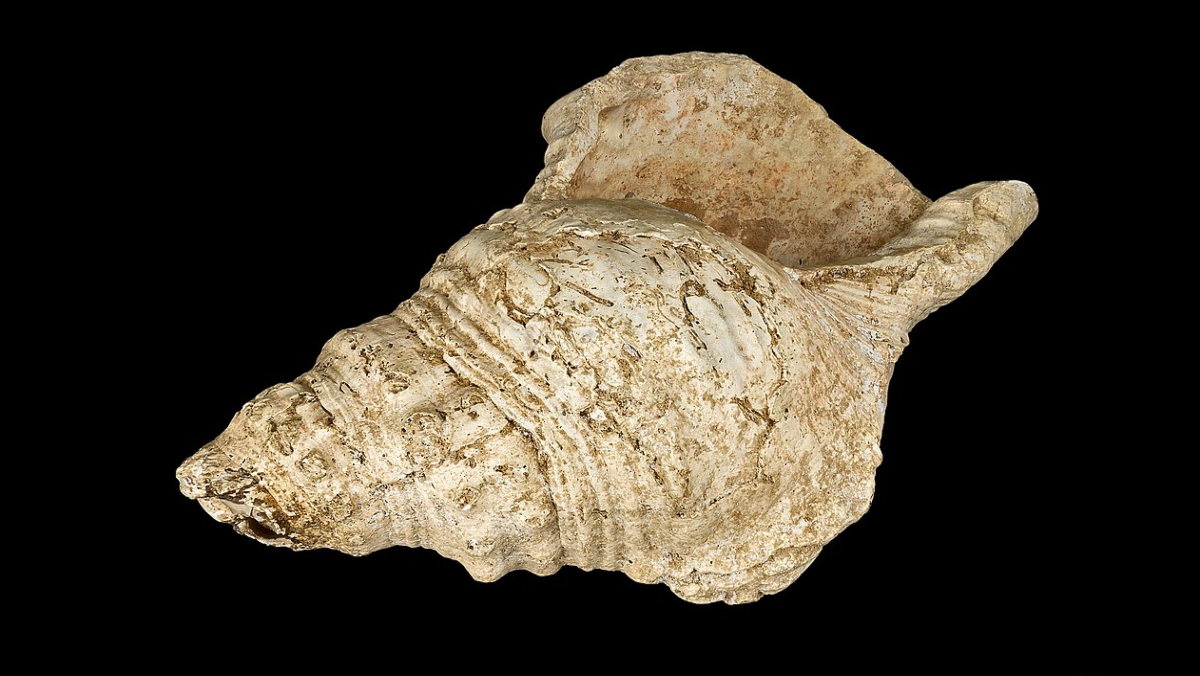 Listen to Somebody Blow an 18,000-Year-Old Conch Instrument - Nerdist
