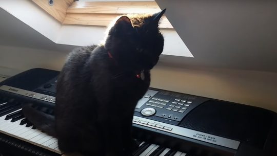Black Cat Walking on Keyboard Creates Horror Movie Music - Nerdist