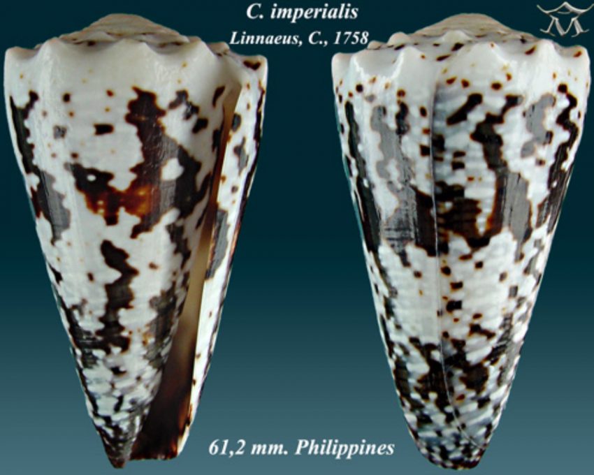 Deadly Sea Snail Mimics Prey's Own Pheromones to Lure It in - Nerdist