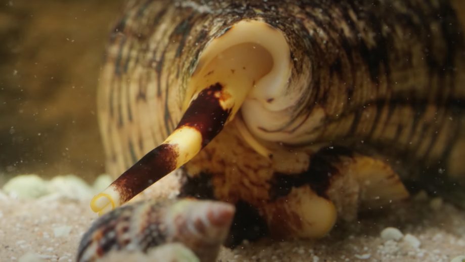 Deadly Sea Snail Mimics Prey's Own Pheromones to Lure It in - Nerdist
