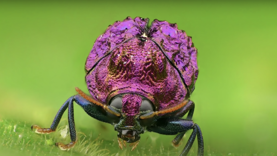 This Amazonian 'Warty' Beetle Is Both Weird and Wonderful - Nerdist