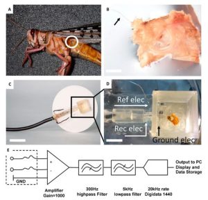 Meet Ear-bot: a Hybrid Robot Using a Dead Locust's Ear to Hear - Nerdist