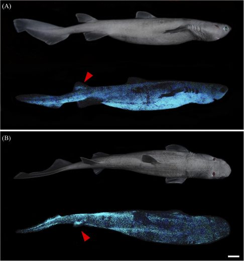 New Zealand Is Home to a Glow-in-the-Dark Shark - Nerdist