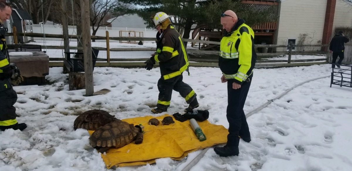 Firefighters Save Turtles from Blaze with Tiny Oxygen Masks - Nerdist