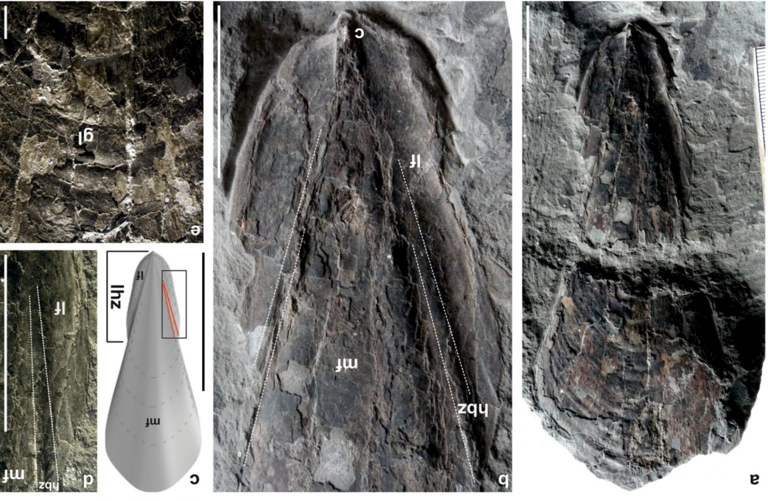 Today in Accidental Scientific Discoveries: Vampire Squid Fossil - Nerdist