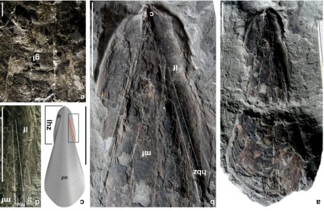 Today in Accidental Scientific Discoveries: Vampire Squid Fossil - Nerdist