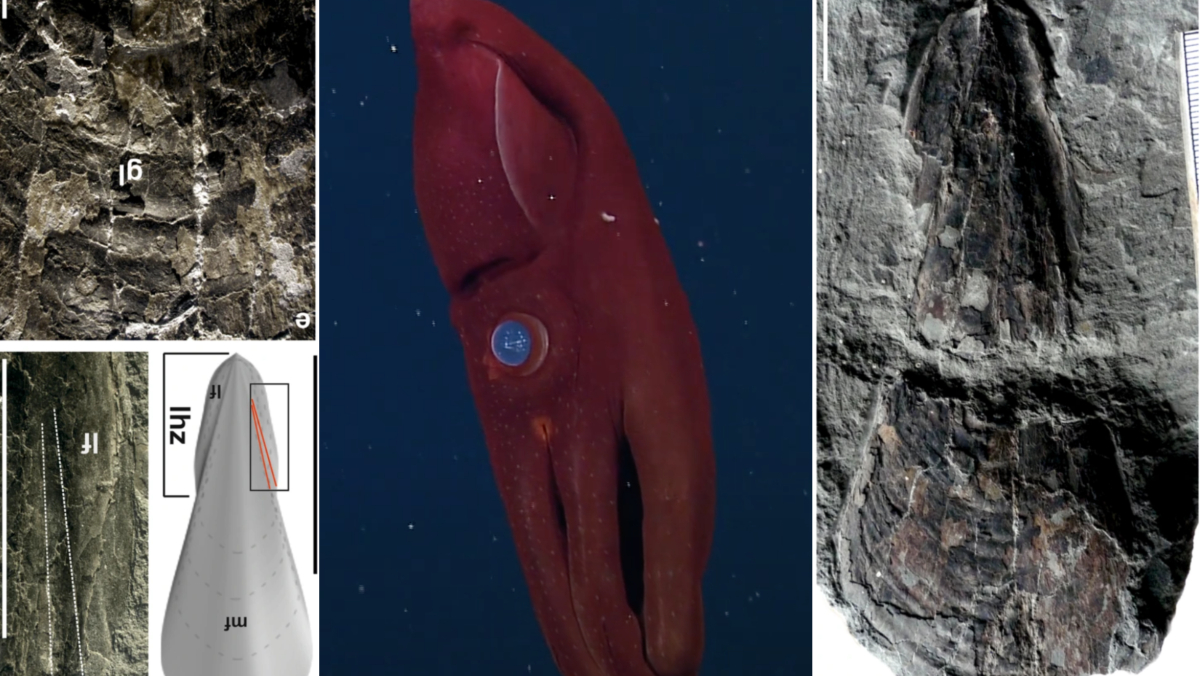 Today in Accidental Scientific Discoveries: Vampire Squid Fossil - Nerdist