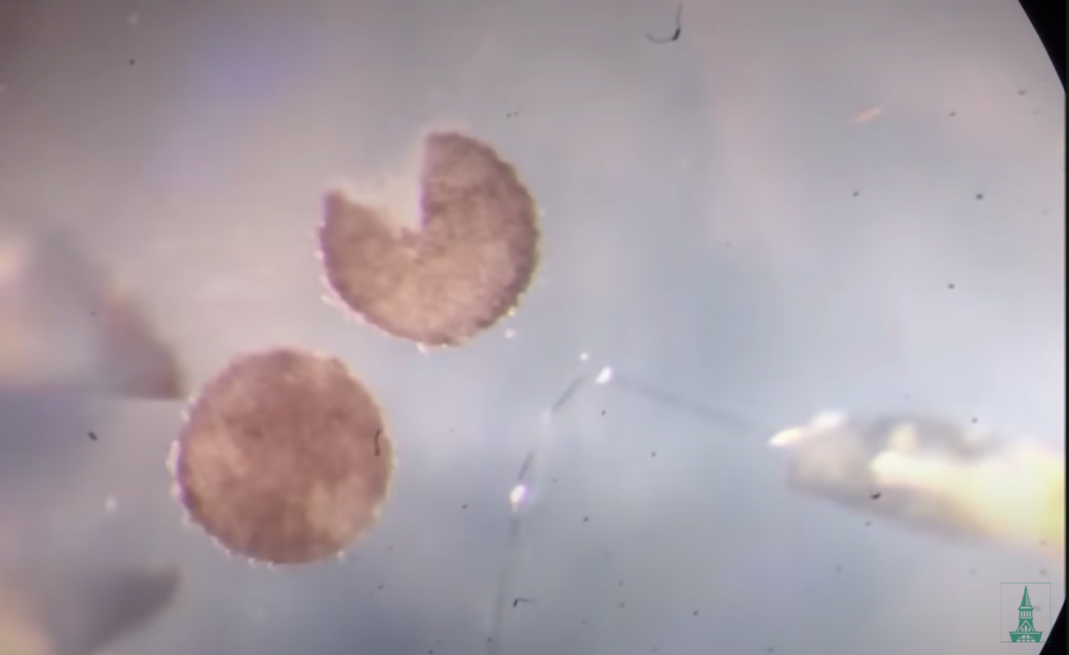 Living 'Xenobots' Are World's First Self-Replicating Robots - Nerdist