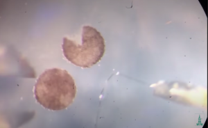 Living 'Xenobots' Are World's First Self-Replicating Robots - Nerdist