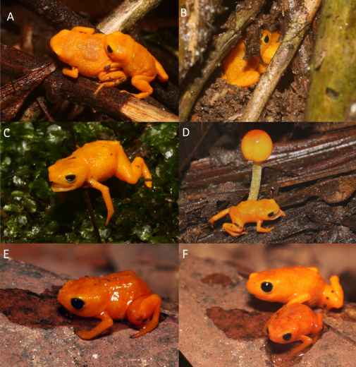 New Species of Poisonous 'Pumpkin' Toadlet Found in Brazil - Nerdist