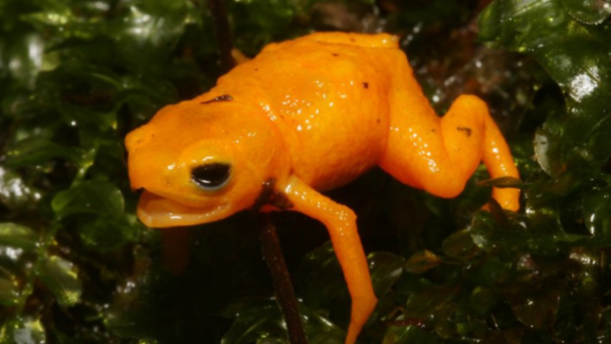New Species of Poisonous 'Pumpkin' Toadlet Found in Brazil - Nerdist