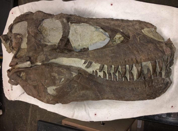 New Fossil Evidence in Utah Points to T. Rex as Pack Hunters - Nerdist