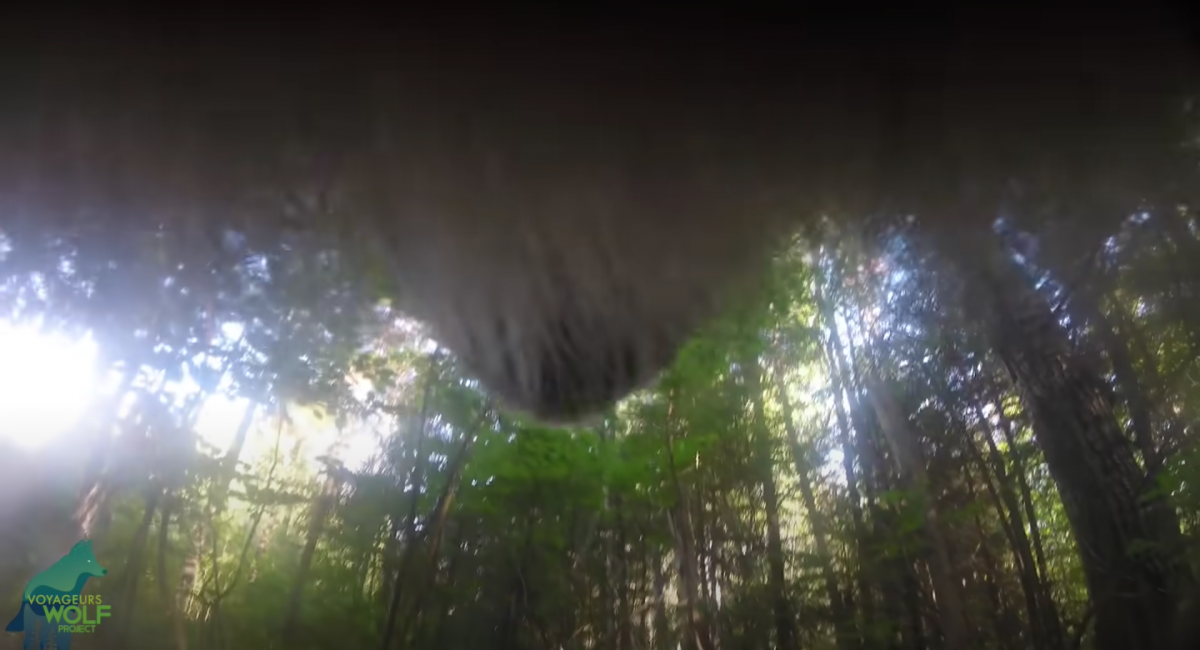 Explore the Wild Through a Wolf's Collar Camera Footage - Nerdist