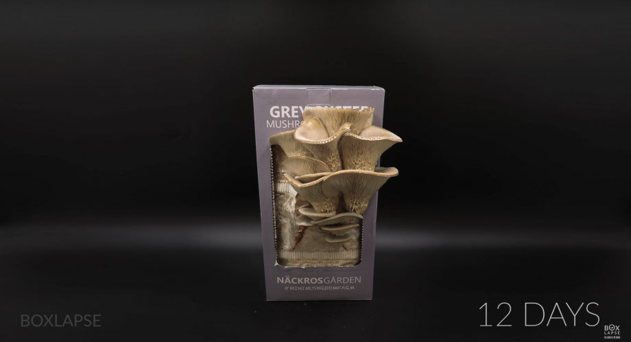 Time-Lapse of Mushrooms Growing Is a Surreal Sight - Nerdist