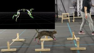 Watch Motion Sensors Capture Cats' Movements for Animation - Nerdist