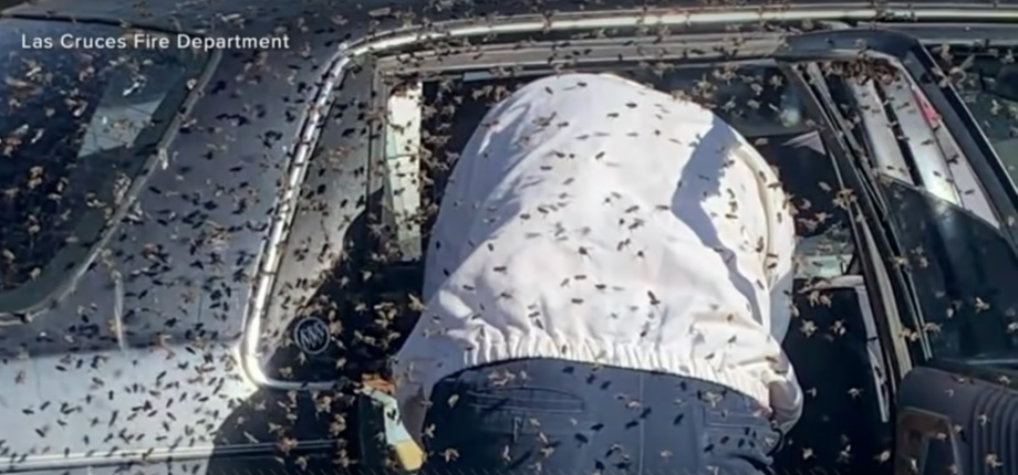 15,000 Bees Swarm Man's Car During Grocery Shopping Trip - Nerdist