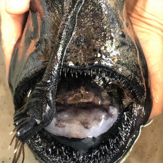 Extremely Weird 'Footballfish' Washes Ashore in California - Nerdist